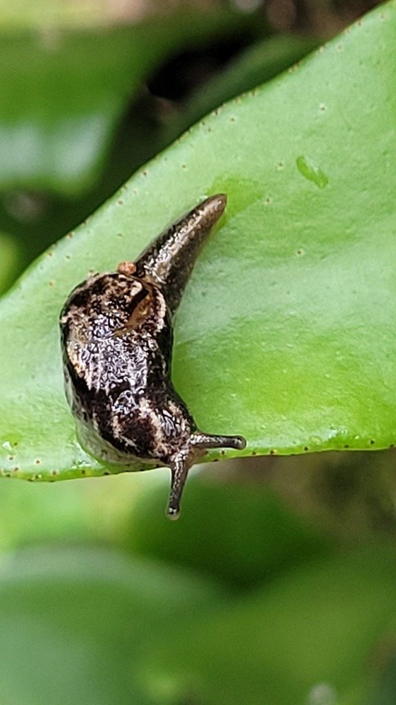 Iridescent Semi-Slug from Great Lakes, New South Wales, Australia on ...
