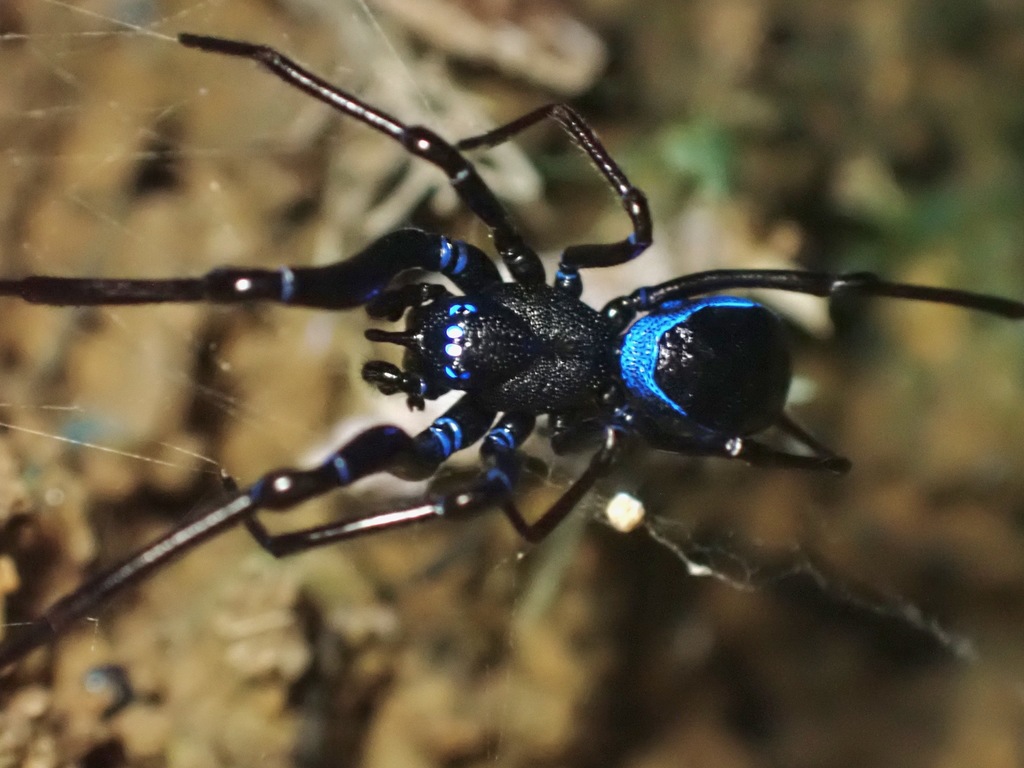 Perania from Tanjung Bungah, Penang, Malaysia on December 6, 2021 at 09 ...