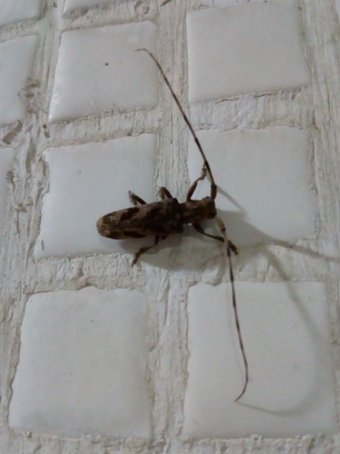 Uraecha yunnana · iNaturalist