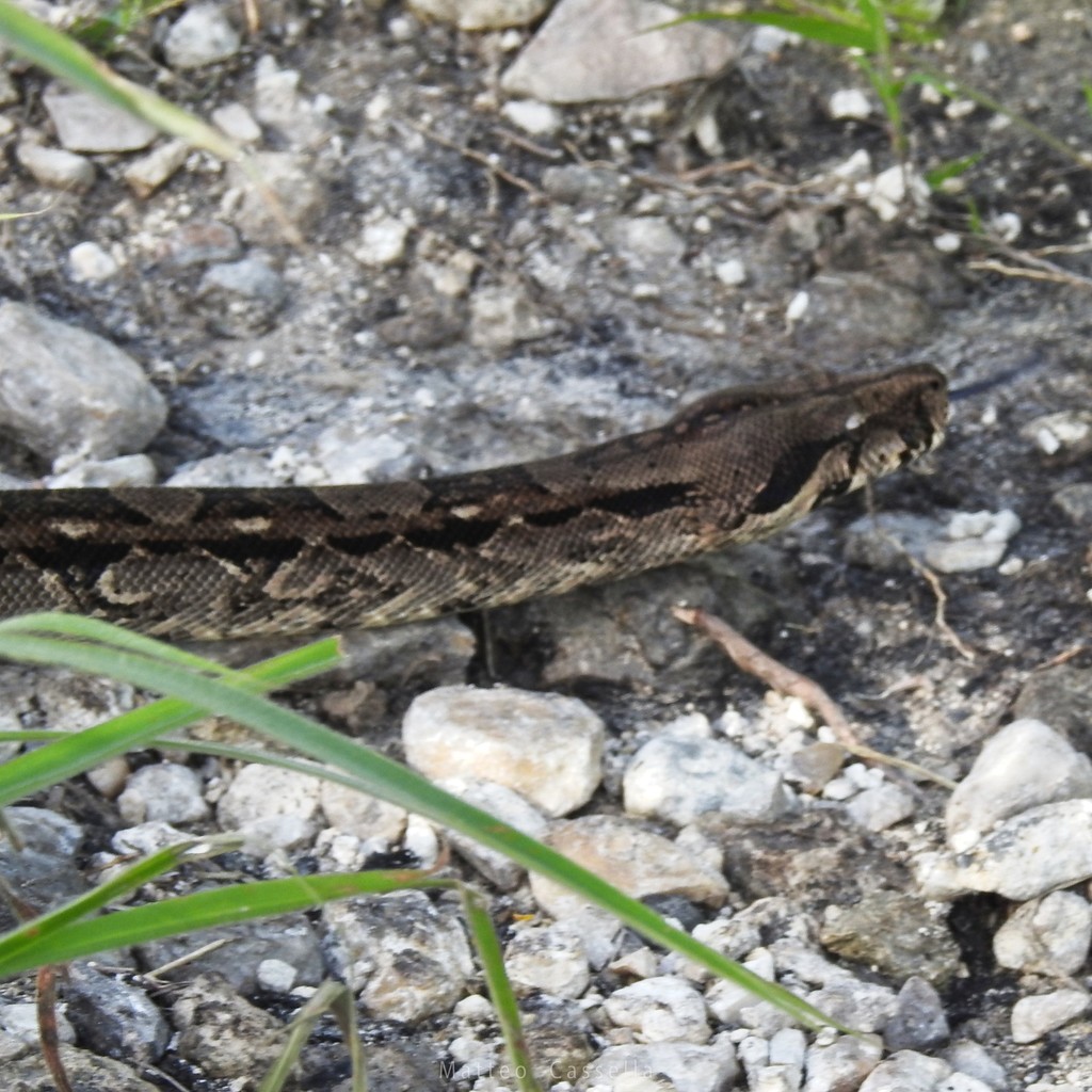 Central American Boa from Chiapa de Corzo, Chiapas, Messico on October ...