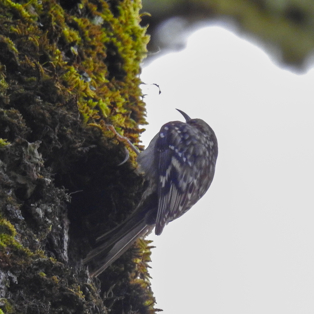 Brown Creeper from Lane County, OR, USA on December 07, 2021 at 04:28 ...