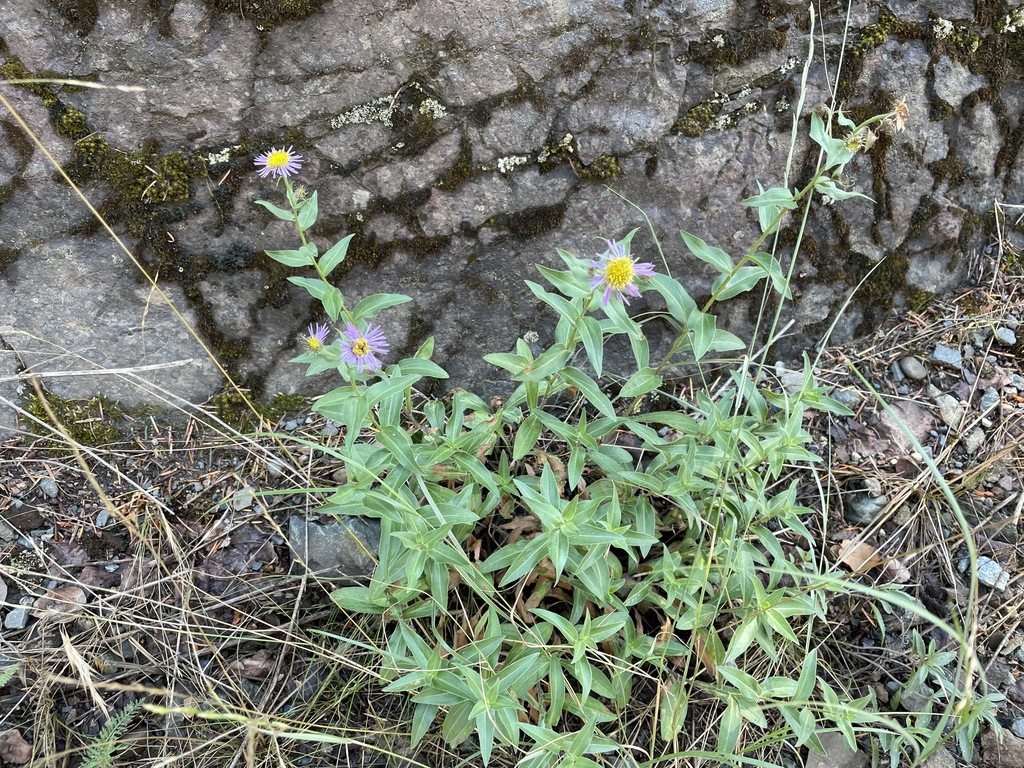 aspen fleabane from Thompson-Nicola, BC, Canada on July 9, 2021 at 12: ...