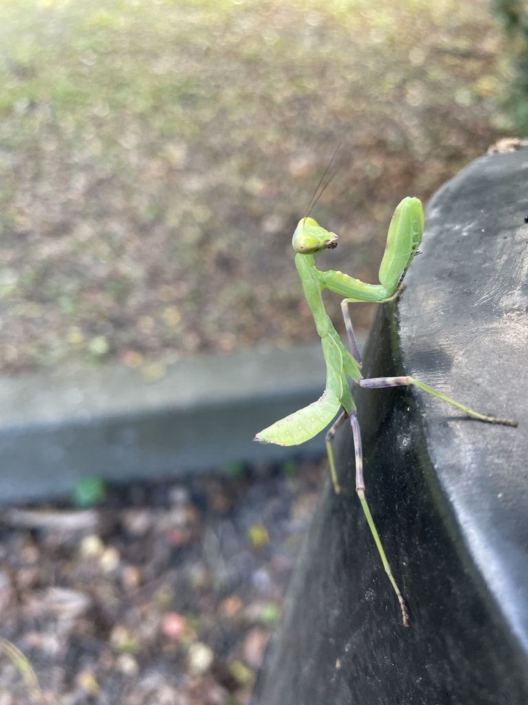 Giant Asian Mantis from 中華路, 玉里鎮, TW on November 16, 2021 at 07:53 AM ...