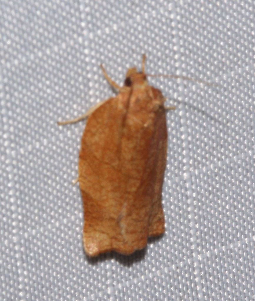 Oblique-banded Leafroller Moth from Québec, Canada on August 13, 2021 ...