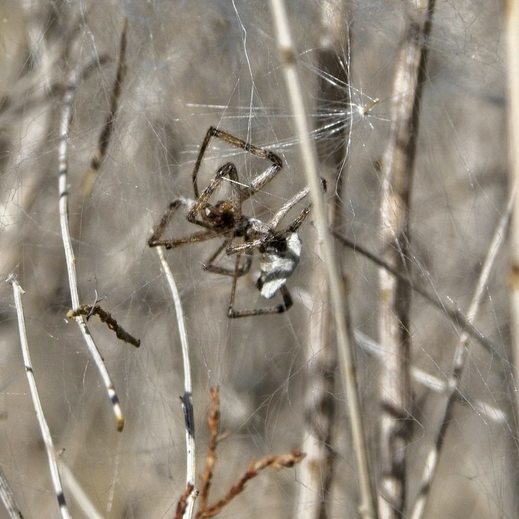 Desertshrub Spiders from Goodyear, AZ, USA on December 06, 2021 at 12: ...