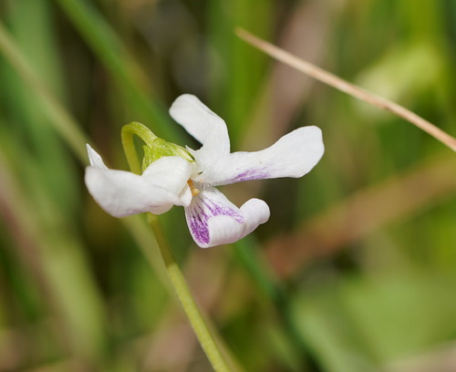 swamp violet (Viola caleyana) · iNaturalist