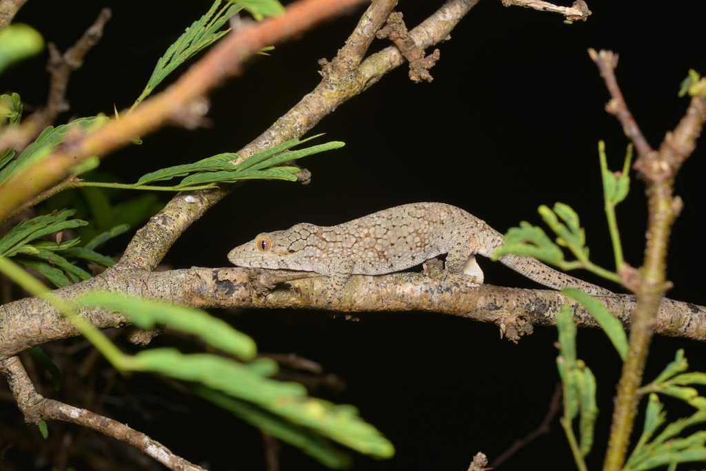 Western Chameleon Gecko in November 2021 by Pierre-Louis Stenger ...