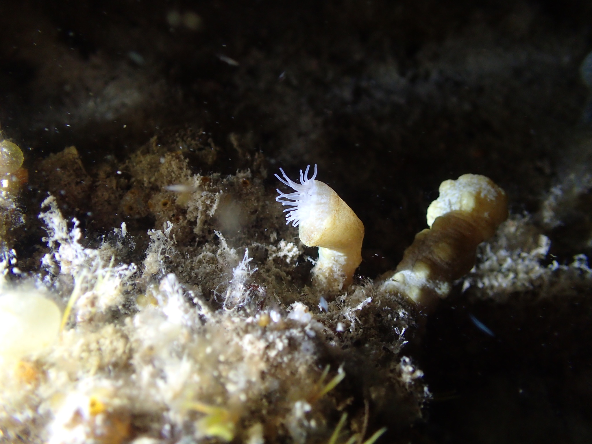 Isaurus tuberculatus Gray, 1828