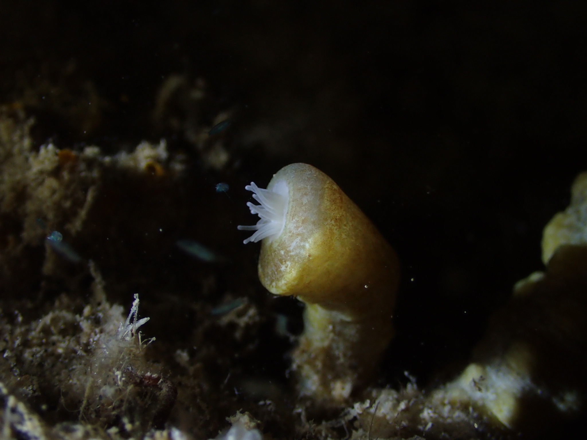 Isaurus tuberculatus Gray, 1828