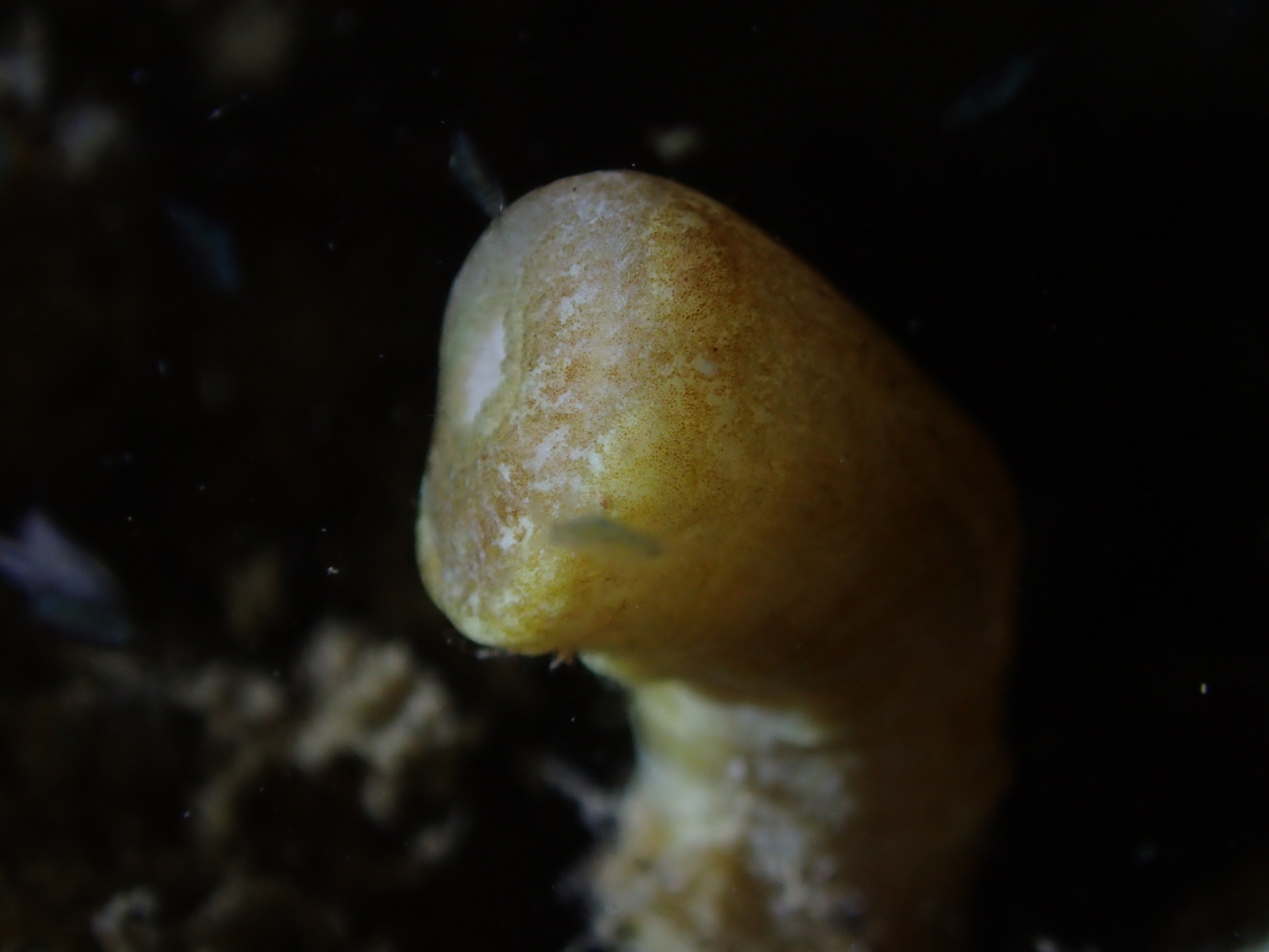 Isaurus tuberculatus Gray, 1828