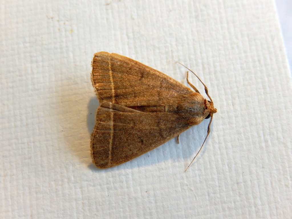 Simplicia cornicalis from Sydney NSW, Australia on December 08, 2021 at ...