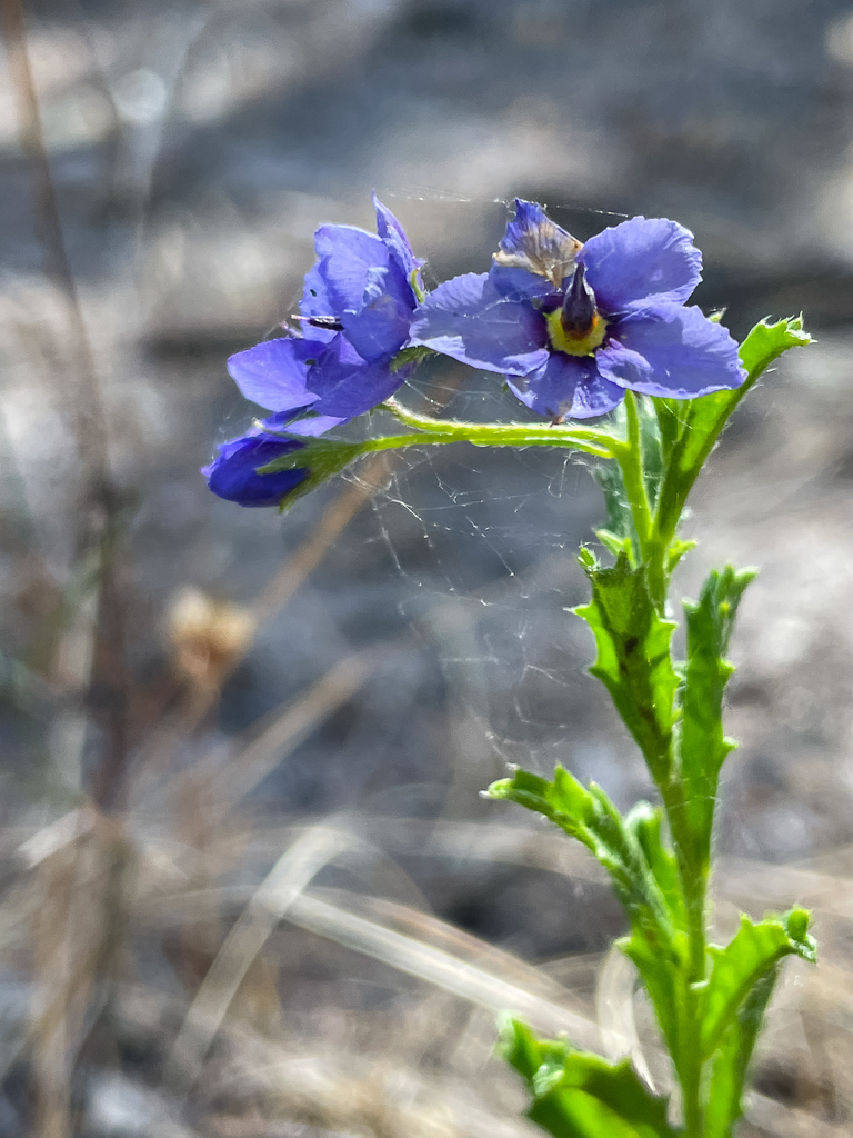 (Halgania anagalloides) - Botanical Realm