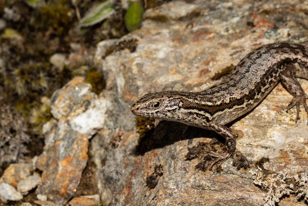 McCann’s Skink (Lizards of Aotearoa ) · iNaturalist