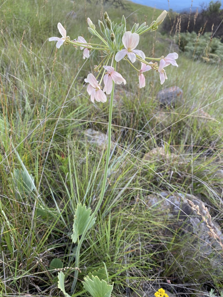 Lurid Storksbill from MP, ZA on December 06, 2021 at 05:58 PM by Nicola ...
