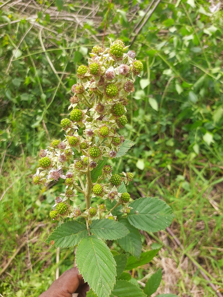 sand blackberry from Osindisweni, Iqadi, 4339, South Africa on December ...