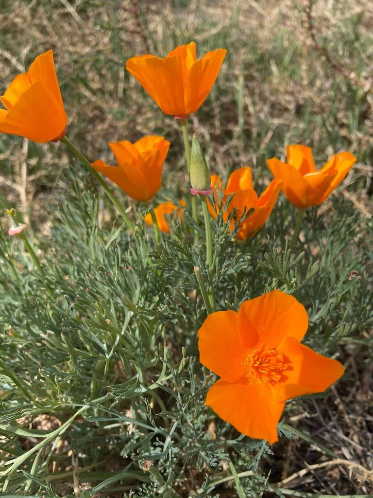 California poppy from Sespe Wilderness, Ojai, CA, US on December 02 ...