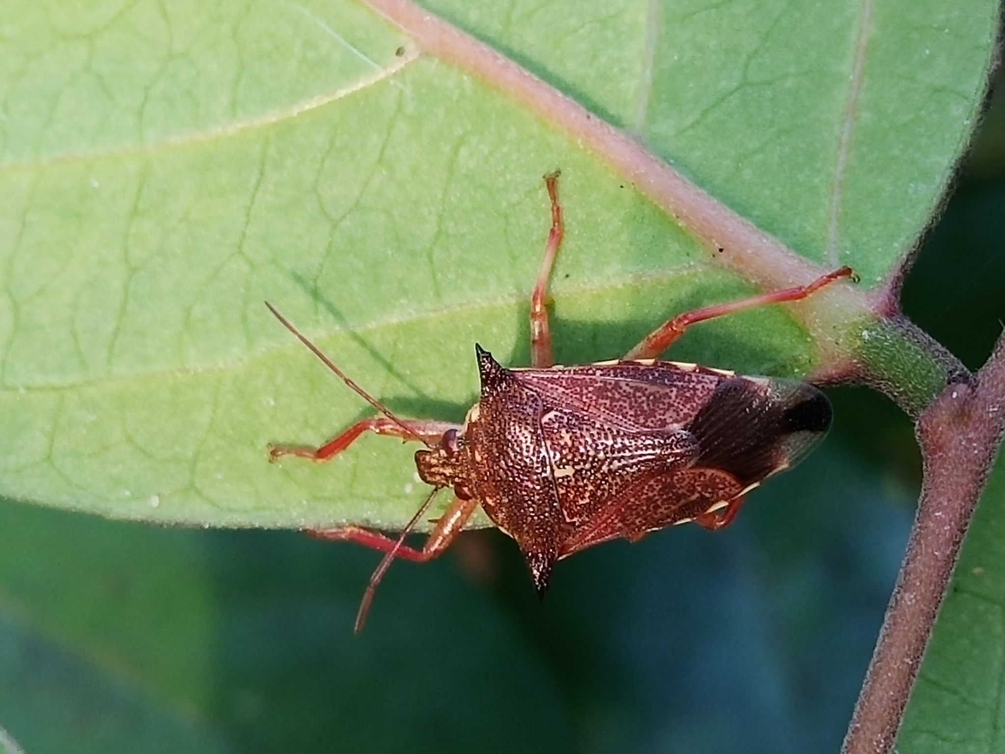 Eocanthecona parva (Distant, 1902)