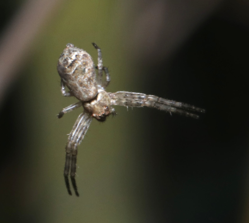 Octopus Spiders in November 2021 by juliegraham173 · iNaturalist