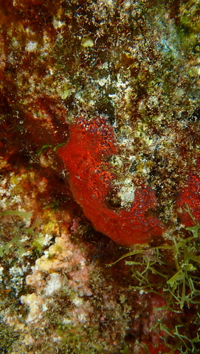 Mycale sanguinea · iNaturalist