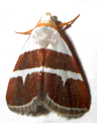 Eublemma odontophora · iNaturalist