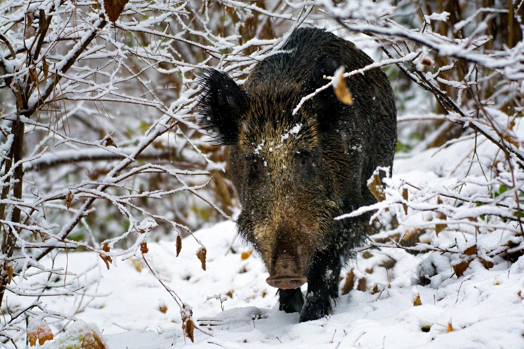 Suids (Suidae) - Know Your Mammals