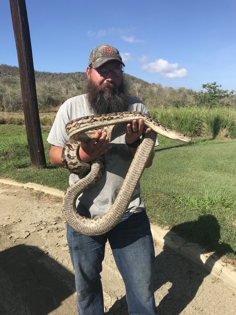 Cuban Tree Boa in May 2018 by Wayne Fidler. Comey one of Dr Peter ...
