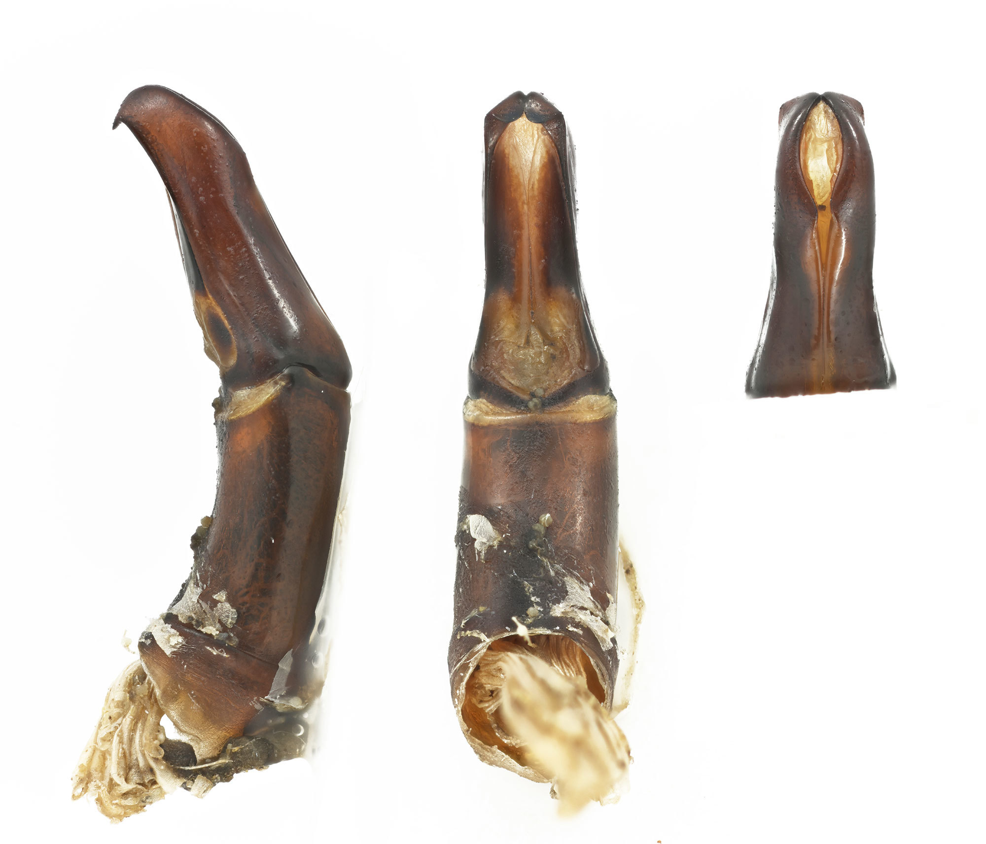 Onitis inversidens Lansberge, 1875