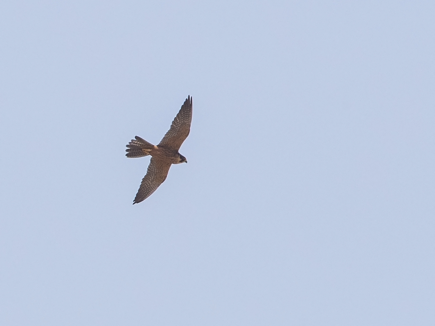 Falco cuvierii A.Smith, 1830