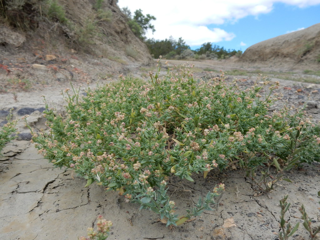 Suckley's Saltbush (Stutzia dioica) - Botanical Realm