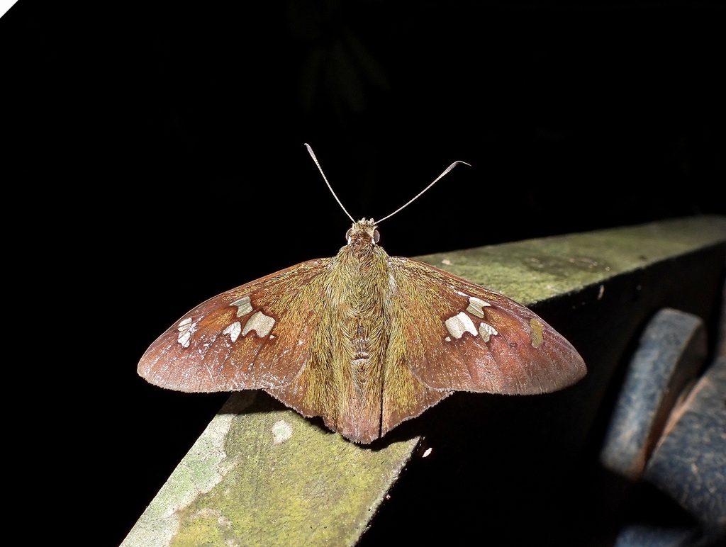 Broteas Scarlet-eye from Brazil - MT - Alta Floresta - Cristalino Lodge ...
