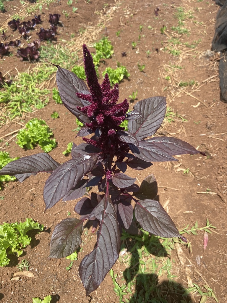 amaranths (Amaranthus) - Botanical Realm