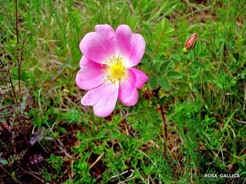 Provence Rose (Trees & Shrubs of Essex County, MA) · iNaturalist