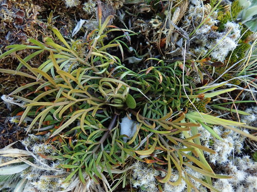 Hybrid Aciphylla aurea × Anisotome aromatica · iNaturalist