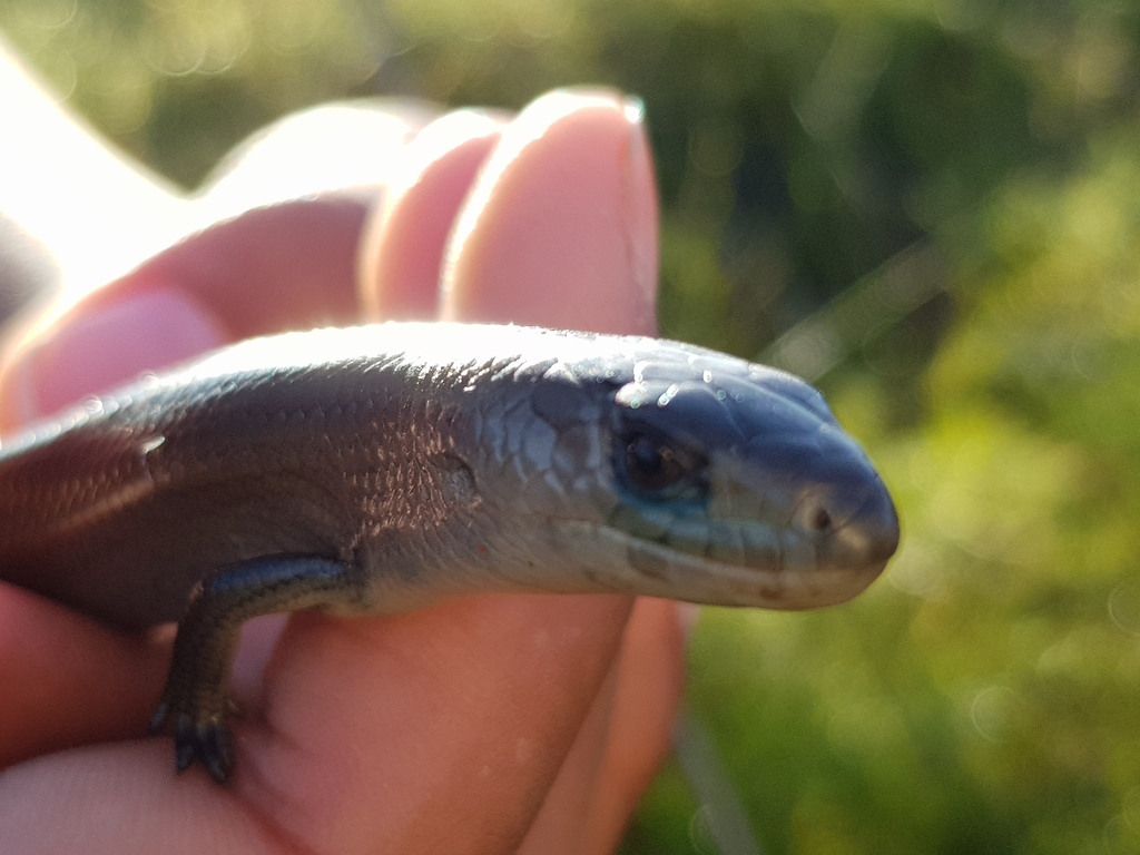 Mainland Sheoak Skink from Smiths Lake NSW 2428, Australia on February ...