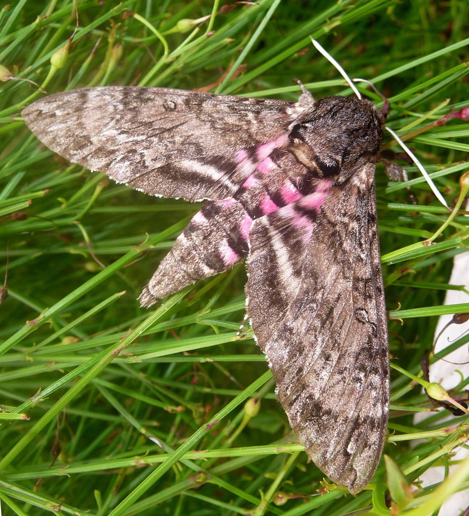 Pink-spotted Hawk Moth (MatBio: BUTTERFLIES & MOTHS - Matanzas ...
