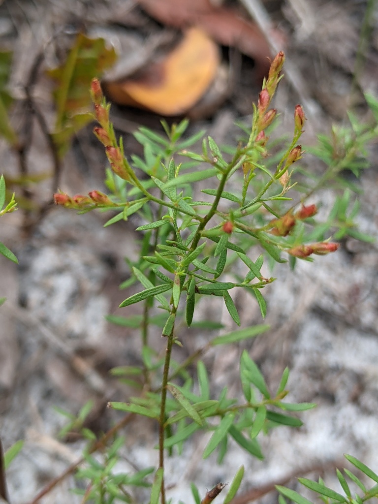 pineland pinweed from Polk, Florida, United States on November 11, 2021 ...