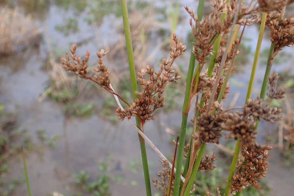 Juncus flavidus from 6241 Bunde, Nederland on December 05, 2021 by ...