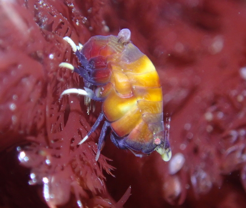 SpiderIndia's Check List · iNaturalist