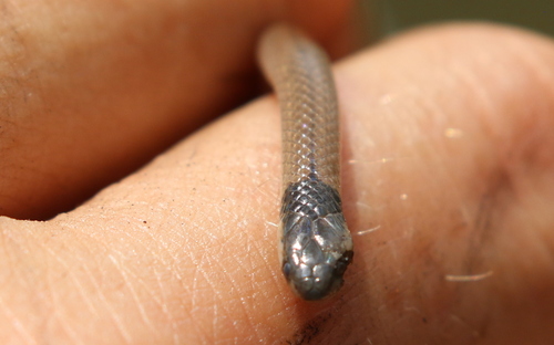 Subspecies Aparallactus capensis punctatolineatus · iNaturalist United ...