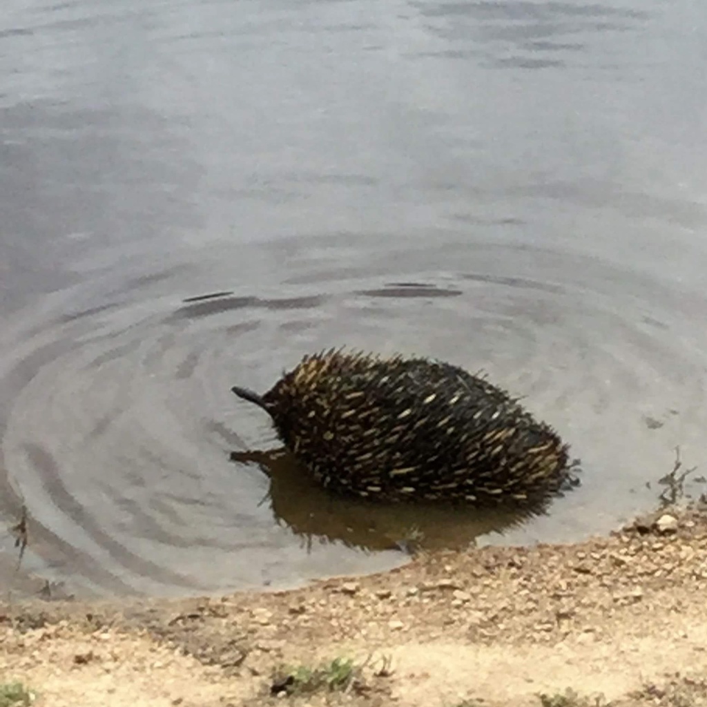 Short-beaked Echidna from Mullengandra NSW 2644, Australia on December ...