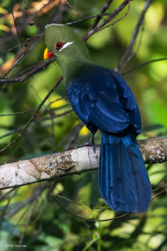 Yellow-billed Turaco (Yellow-billed) (Subspecies Tauraco macrorhynchus ...