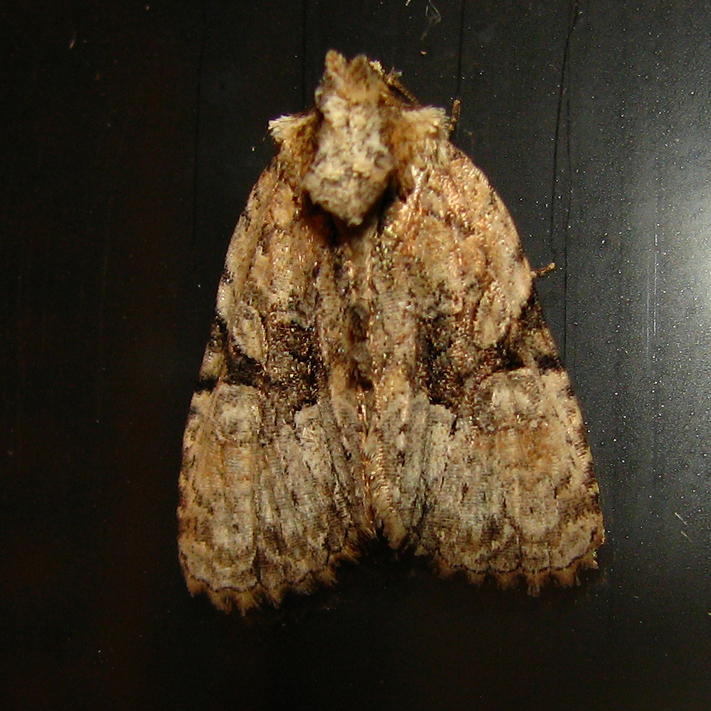 Black-banded Brocade Moth (Butterflies and Moths of Floracliff Nature ...