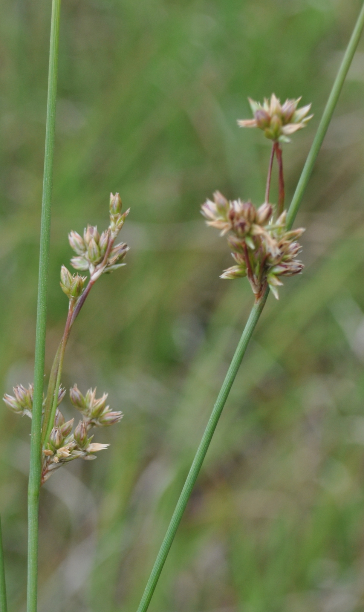Juncus subsecundus N.A.Wakef.