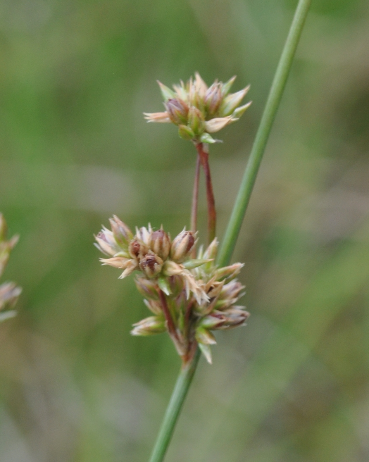 Juncus subsecundus N.A.Wakef.