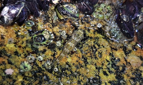 Tomicodon australis · iNaturalist Mexico