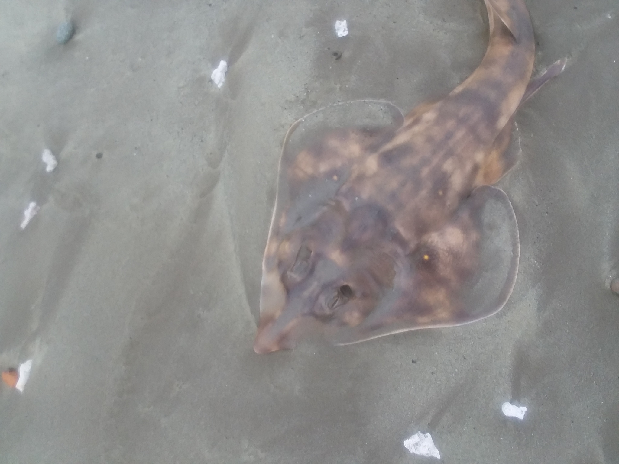 Zapteryx xyster Jordan & Evermann, 1896