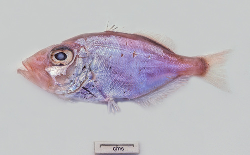 San Pedro pequeño de nariz afilada (Parazen pacificus)