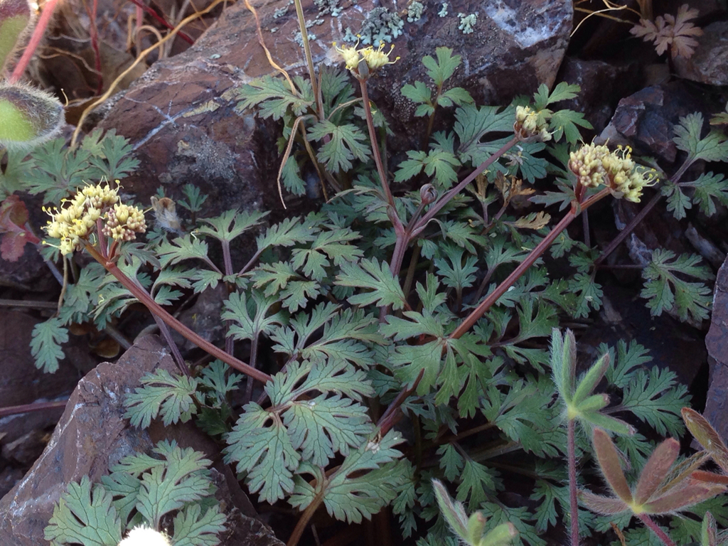 rock sanicle (Mt. Diablo Summit Plants) · iNaturalist