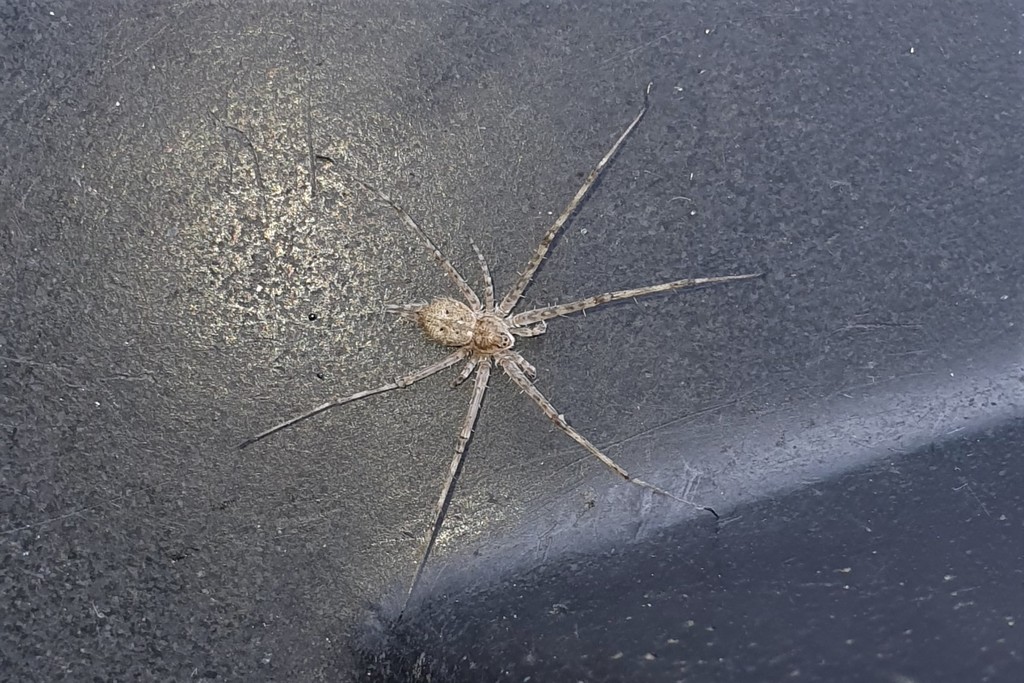 Two-tailed Spiders in November 2021 by Garry French · iNaturalist