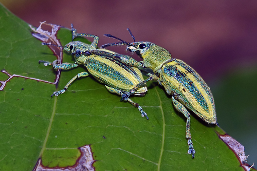 Lepropus flavovittatus · iNaturalist